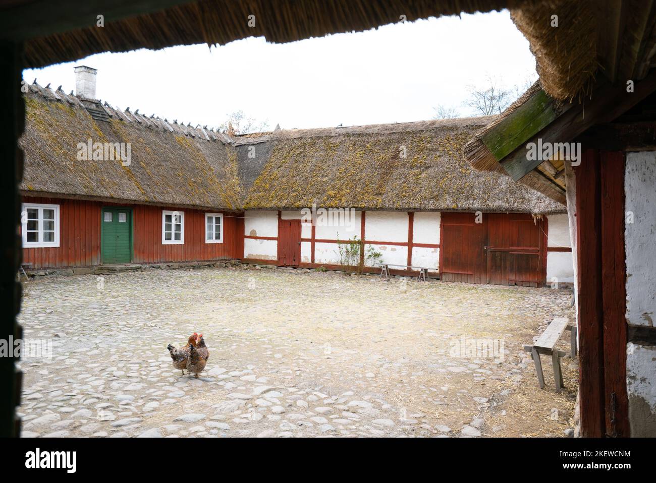 Chickens on a traditional old Swedish farm at Skansen Museum, an open ...