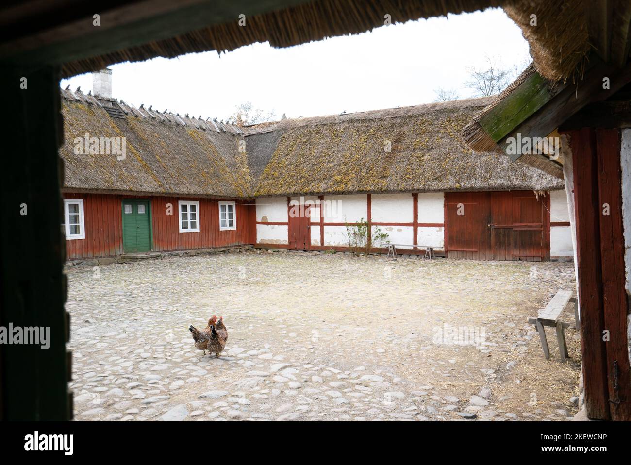 Chickens on a traditional old Swedish farm at Skansen Museum, an open ...