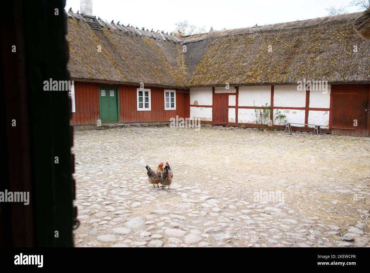 Chickens on a traditional old Swedish farm at Skansen Museum, an open ...