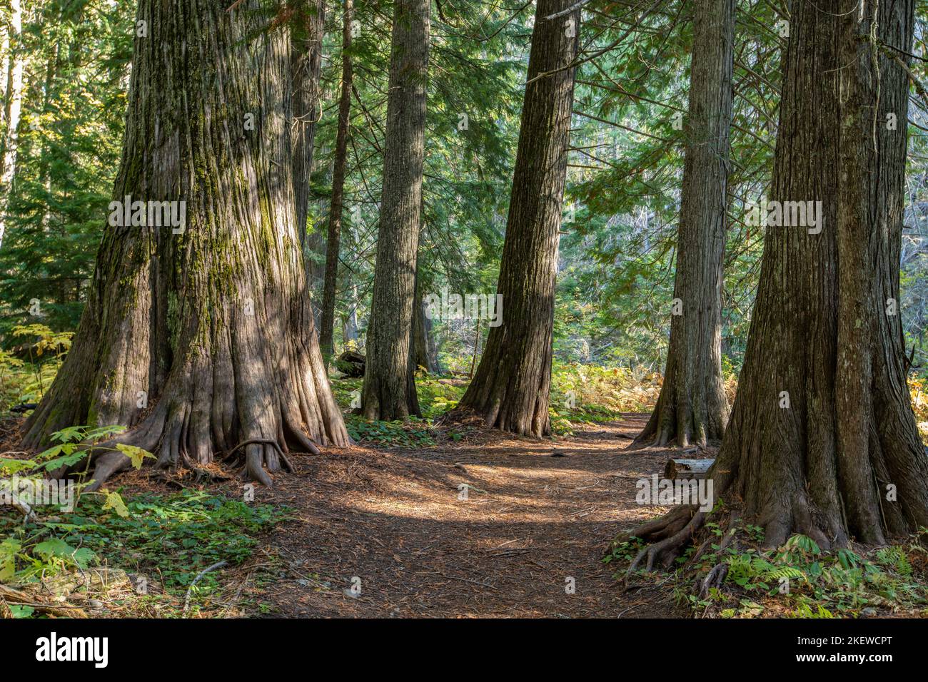 Settlers grove ancient cedars hi-res stock photography and images - Alamy