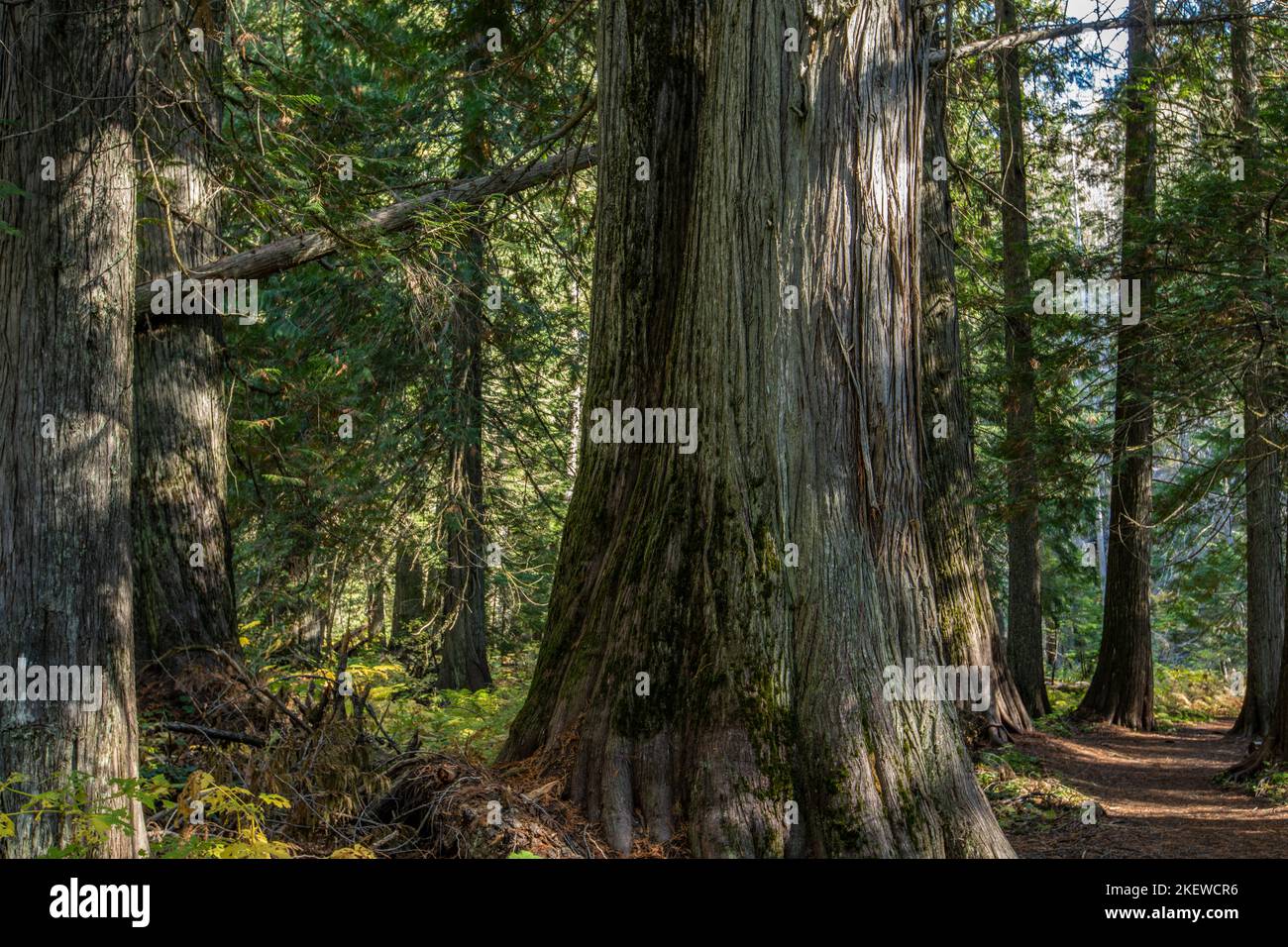 Settlers Grove of Ancient Cedars Stock Photo - Alamy