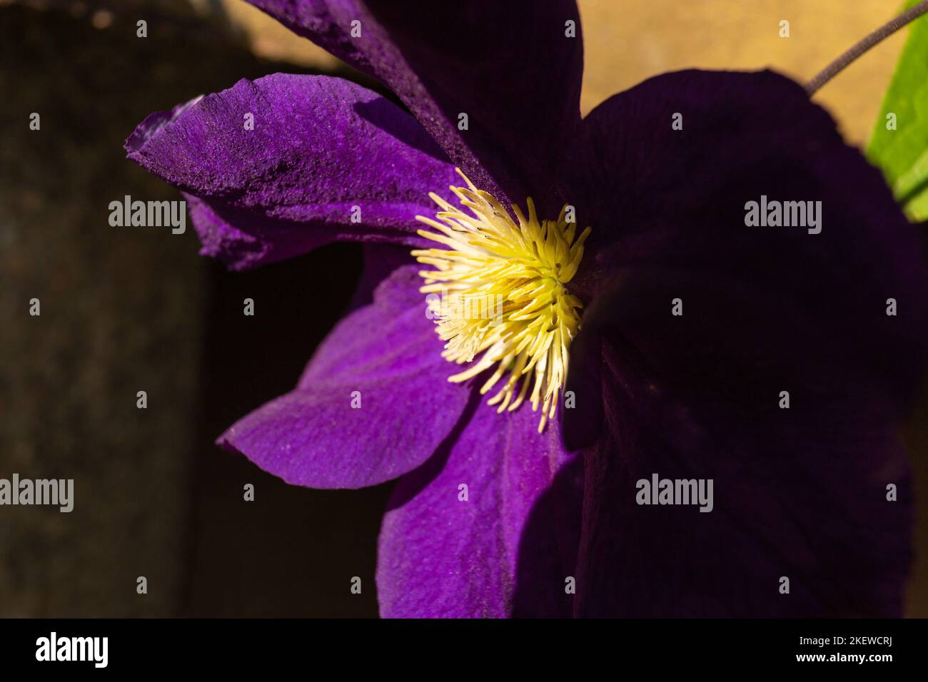 Clematis Viola. Summer Flowering Deciduous Climbing Clematis Plant ...
