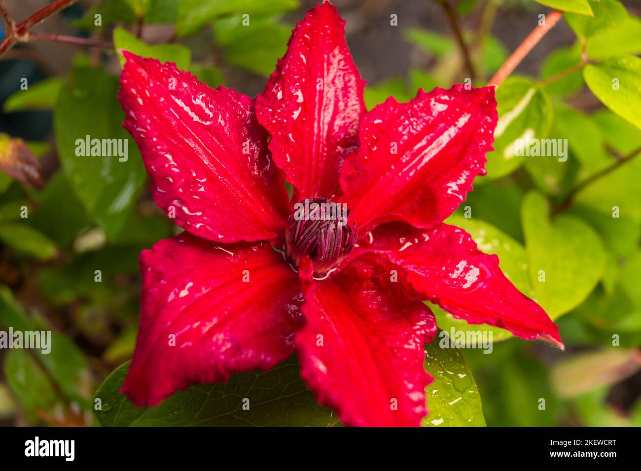 Clematis Perida. Summer Flowering Deciduous Climbing Clematis Plant ...