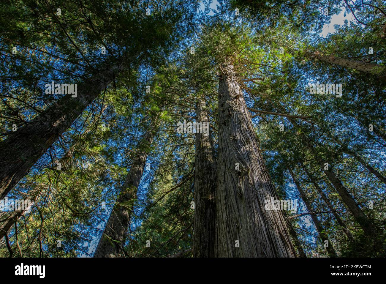 Rare cedar grove hi-res stock photography and images - Alamy