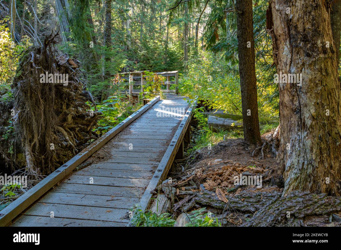 Settlers Grove of Ancient Cedars Stock Photo - Alamy