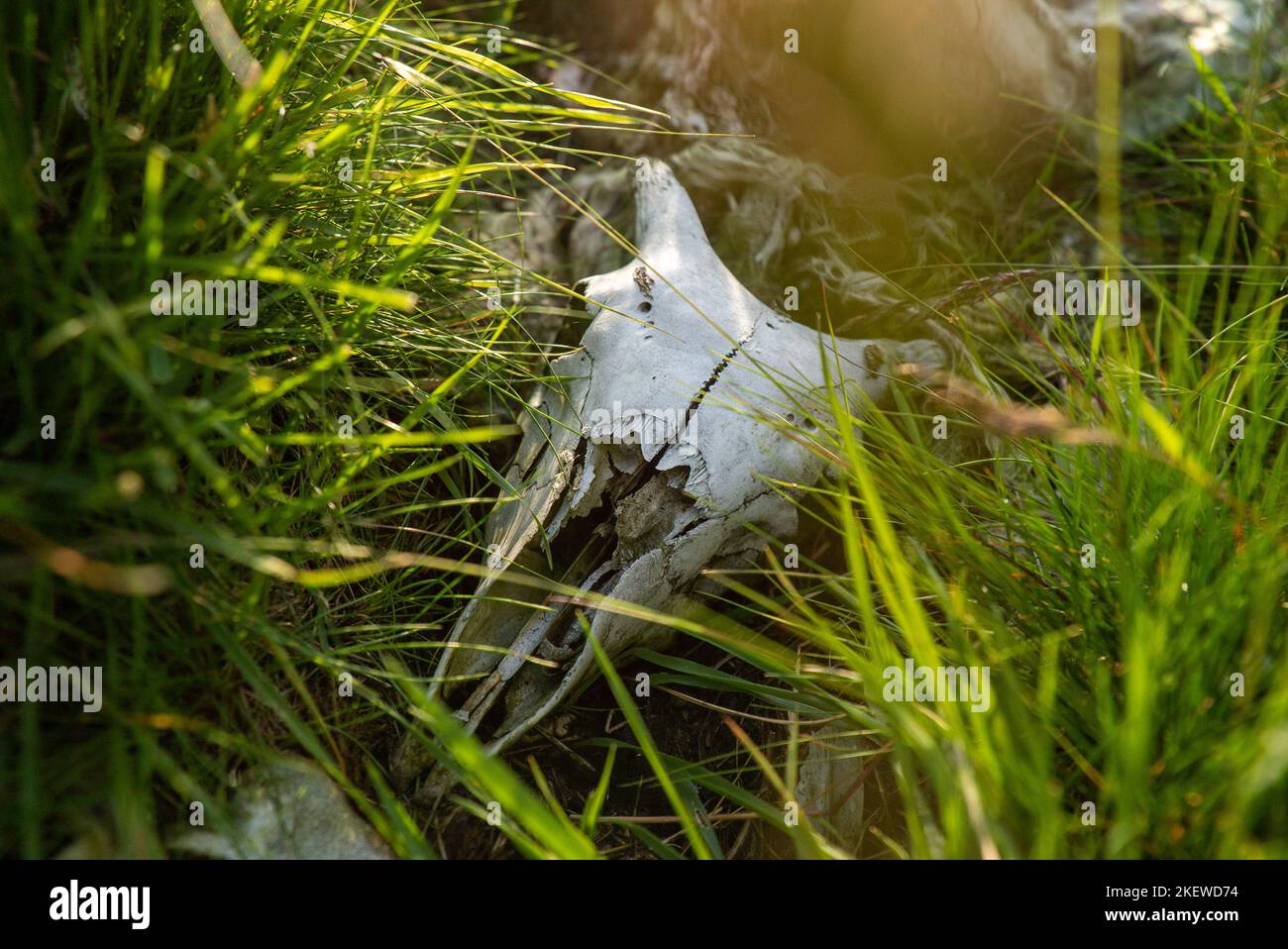 Dead sheep hi-res stock photography and images - Alamy