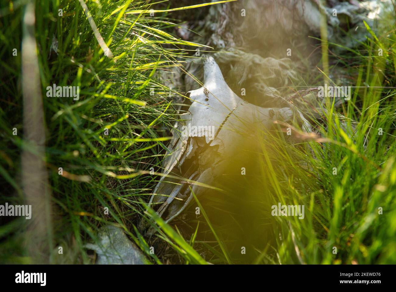 Rotten carcass hi-res stock photography and images - Alamy