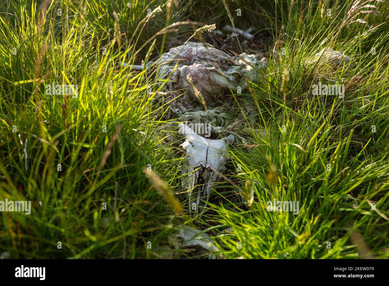 Carcass of dead sheep in a desolate moorland, an old carcass which has ...
