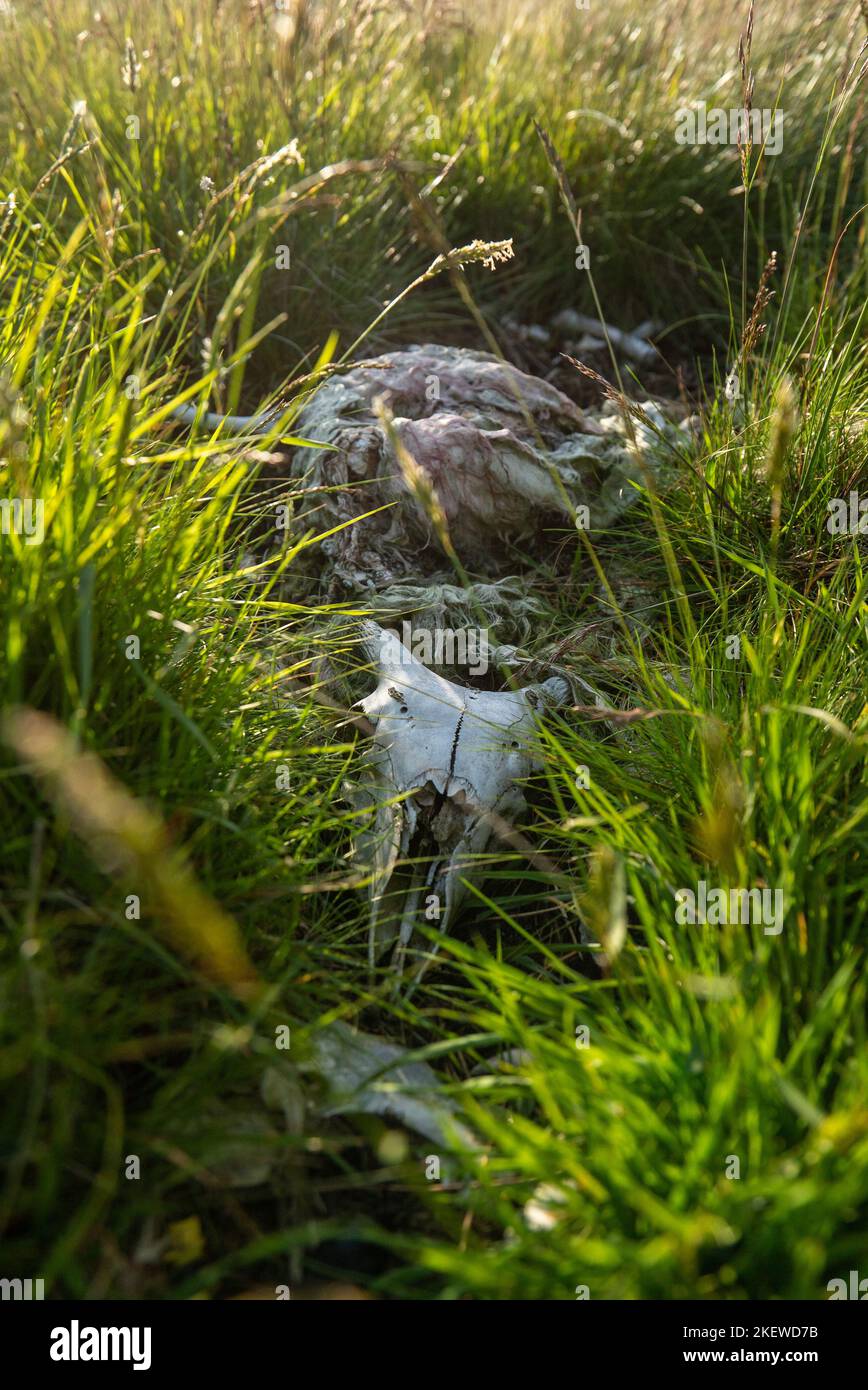 Carcass of dead sheep in a desolate moorland, an old carcass which has ...