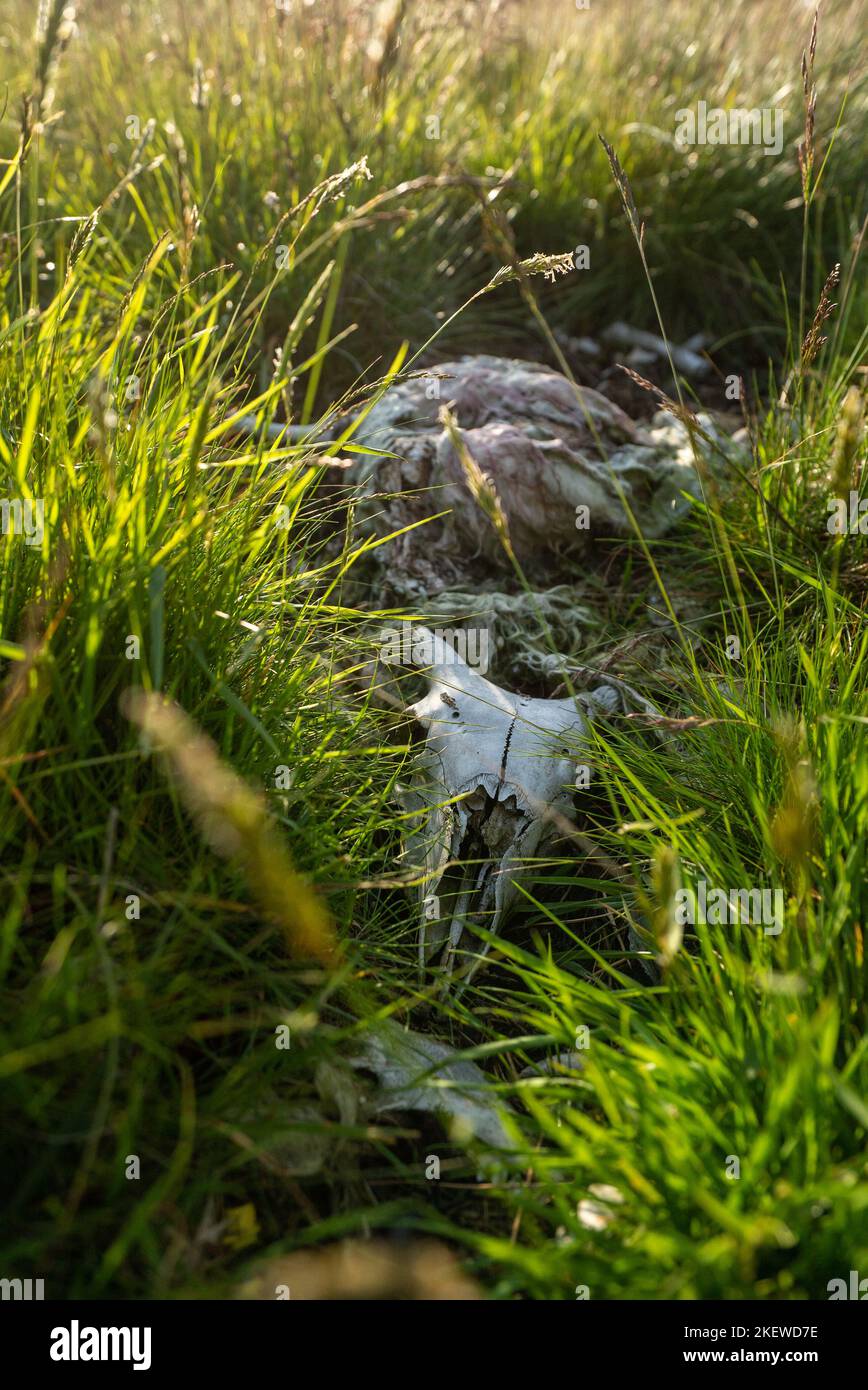 Carcass of dead sheep in a desolate moorland, an old carcass which has ...