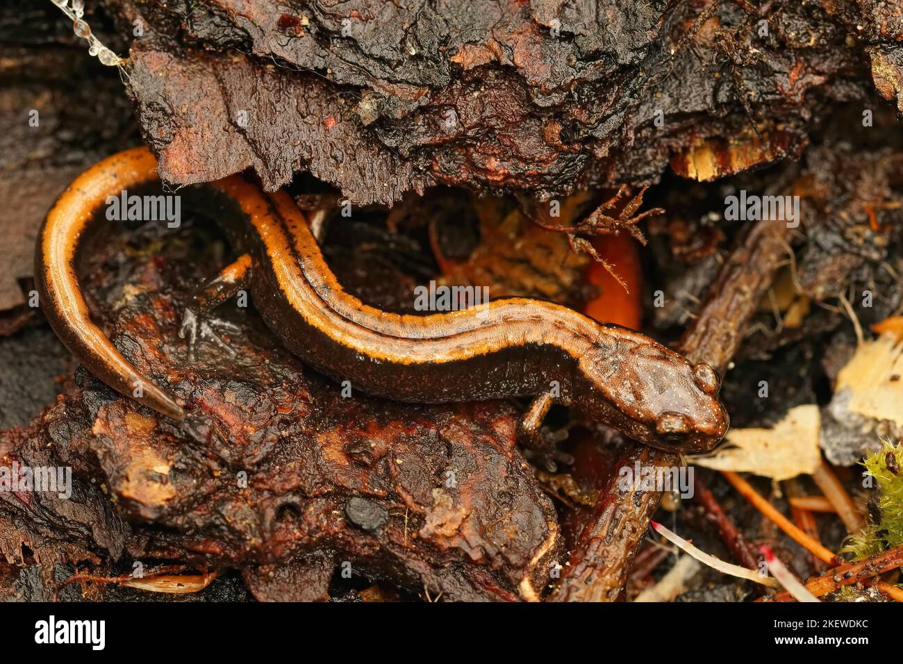 Natural close up on the yellow form of the Western redback salamander ...