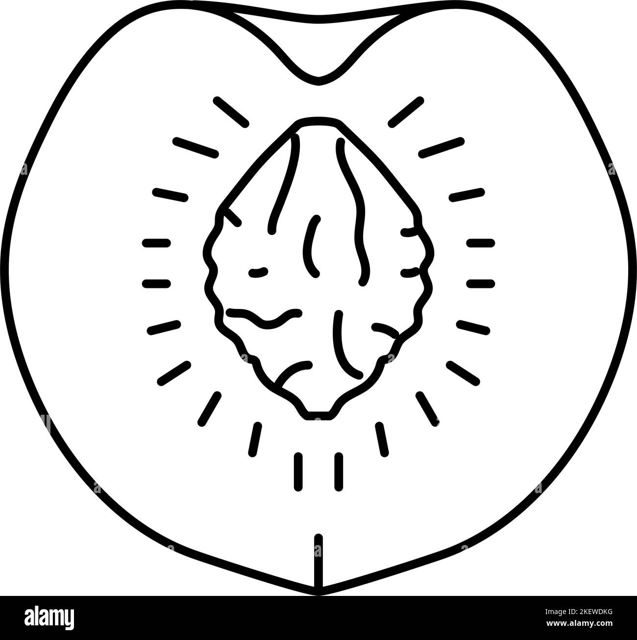 Peach Pit Clip Art Black And White