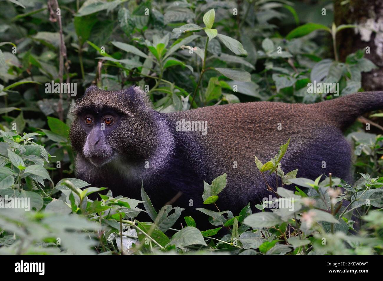 Cercopithecus mitis, Diademmeerkatze, blue monkey, diademed monkey ...