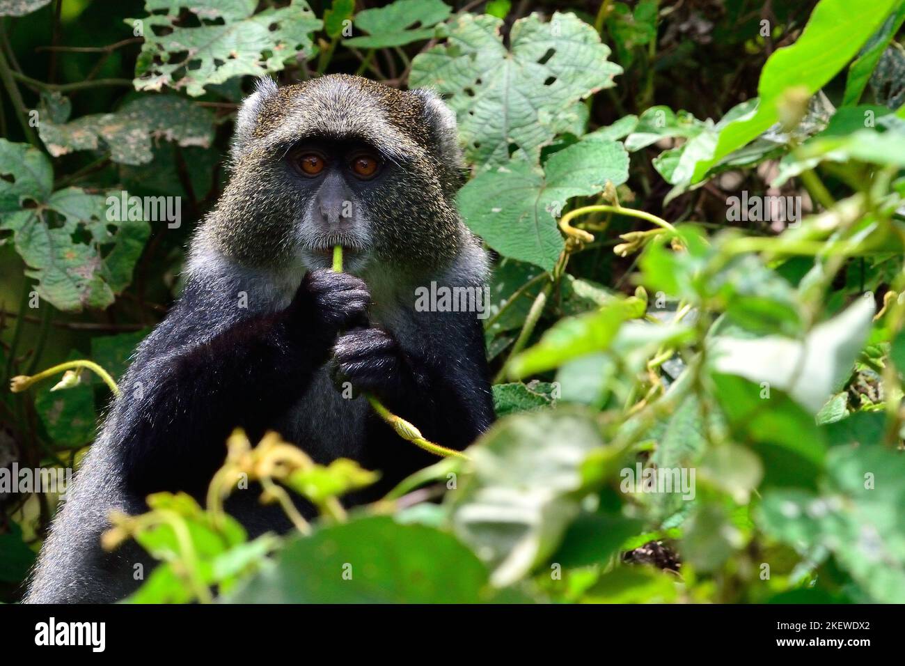 Cercopithecus mitis, Diademmeerkatze, blue monkey, diademed monkey ...