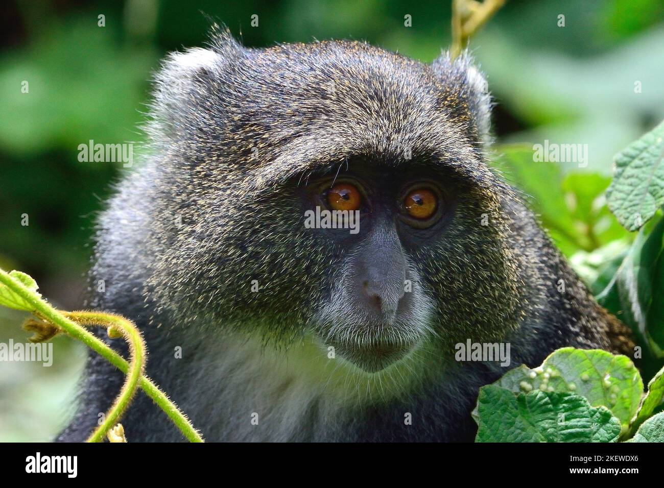 Cercopithecus mitis, Diademmeerkatze, blue monkey, diademed monkey ...