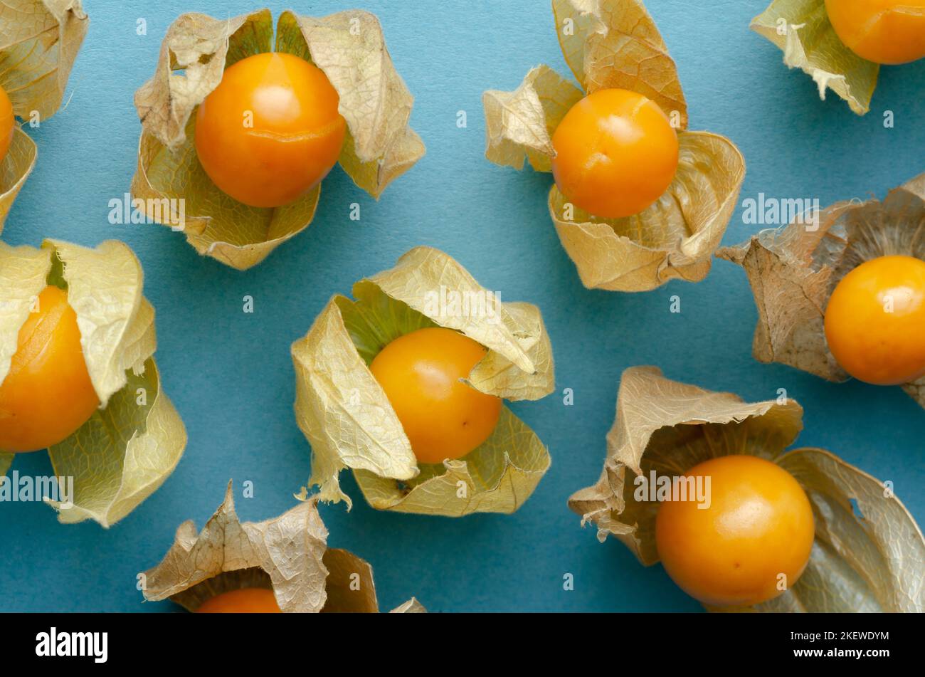 Several Physalis fruits with open shell scattered on blue background ...