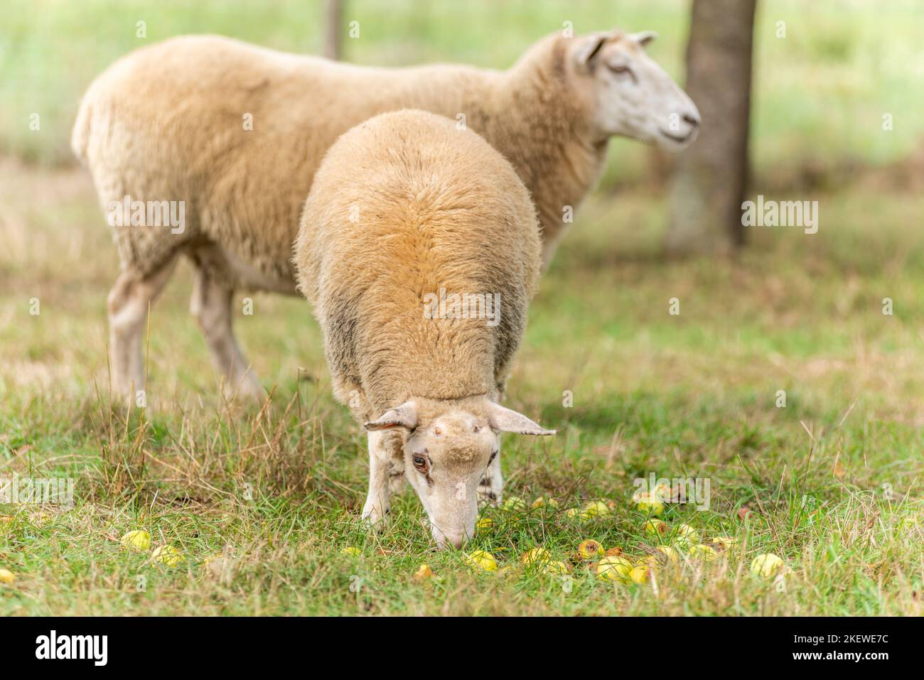 Sheep in a pen in early fall. Alsace France Stock Photo - Alamy