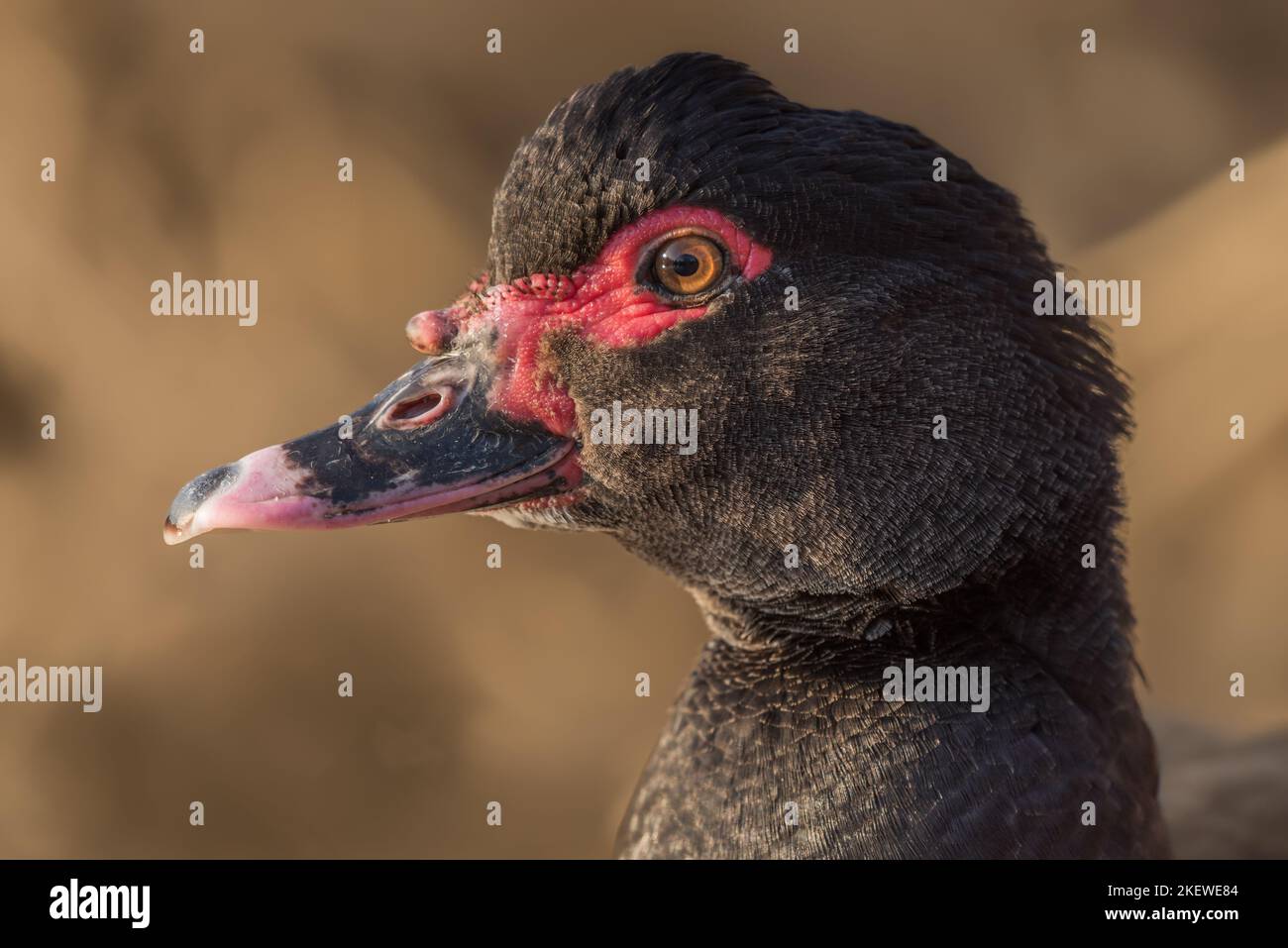 Portrait of brown Muscovy duck escaped in nature. Alsace, France Stock ...
