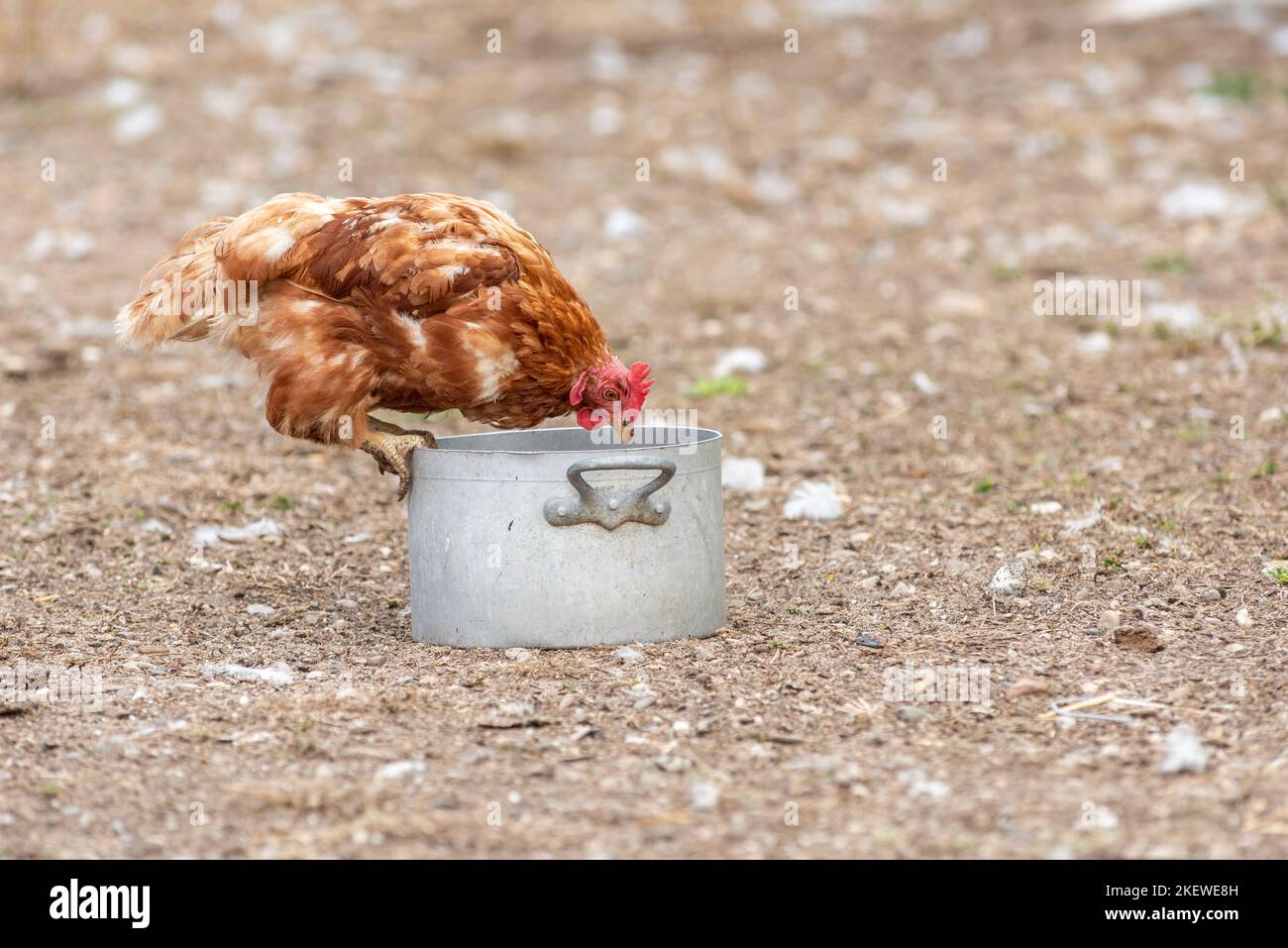 Hen eating from a pot in a farmyard. Alsace, France Stock Photo - Alamy
