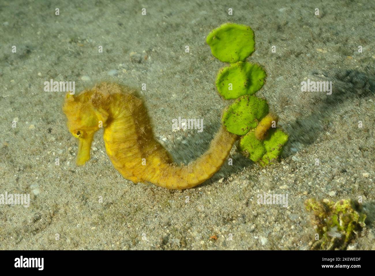 Hippocampus kuda, Gelbes Ästuarenseepferdchen an Pfennigalge, common ...