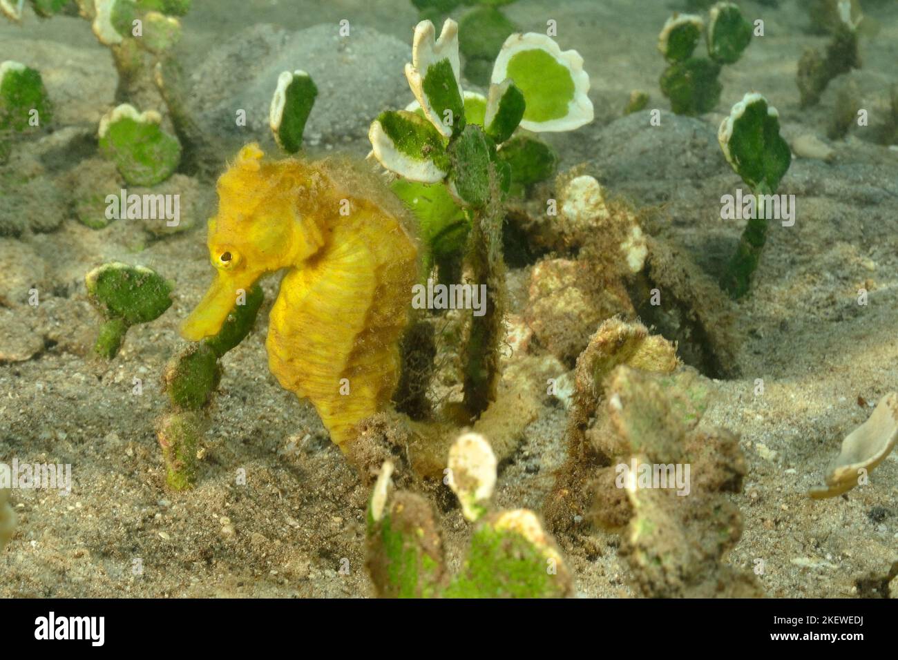 Hippocampus kuda, Gelbes Ästuarenseepferdchen an Pfennigalge, common ...