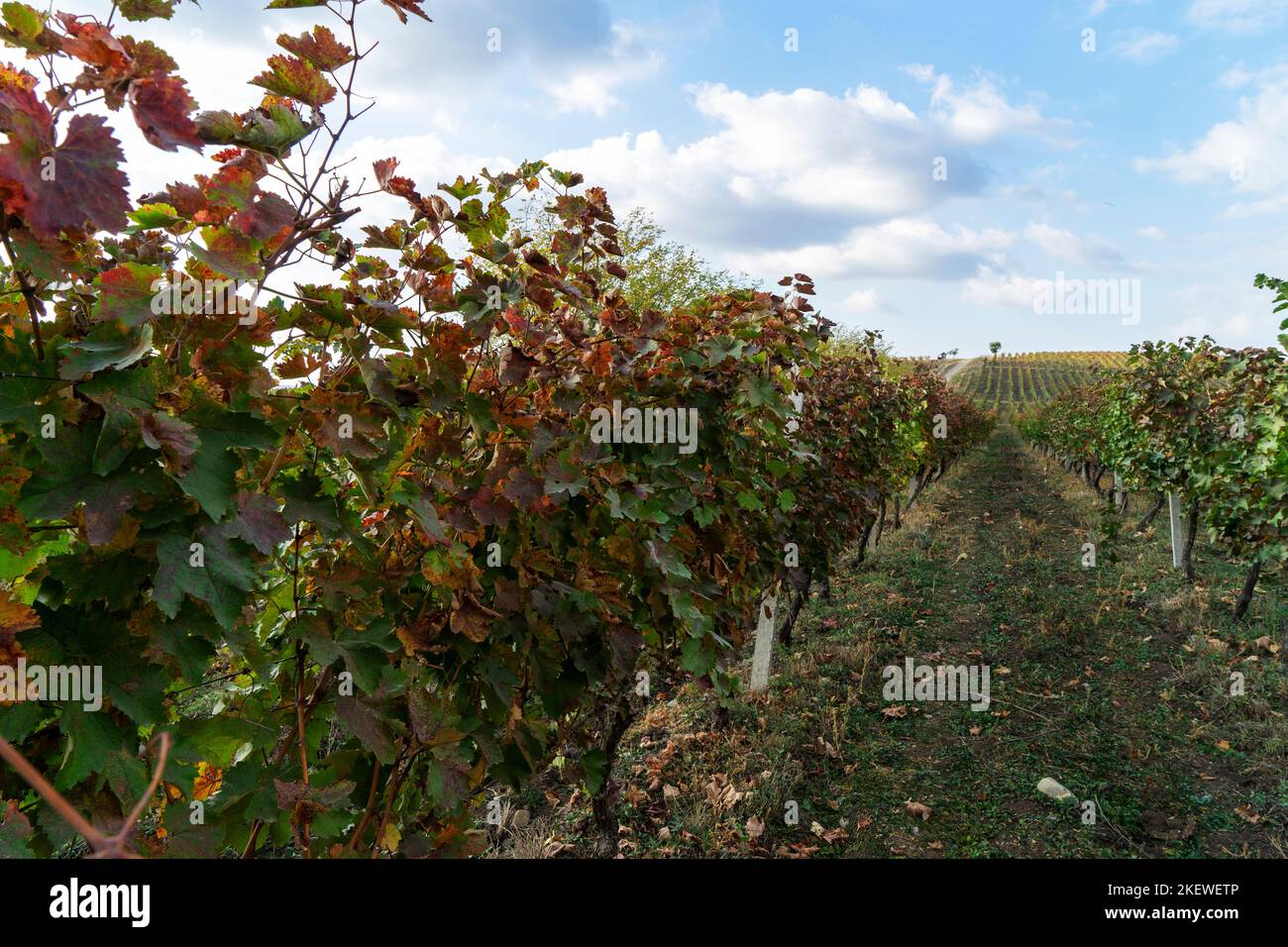 Azerbaijan, Way alongside ripely vine plants in a vineyard in autumn ...