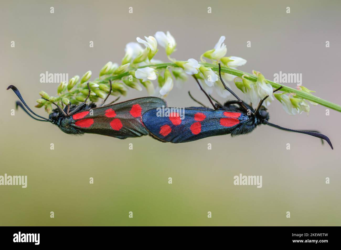 Six-spot Burnet (Zygaena filipendulae) mating on a flower in a meadow ...