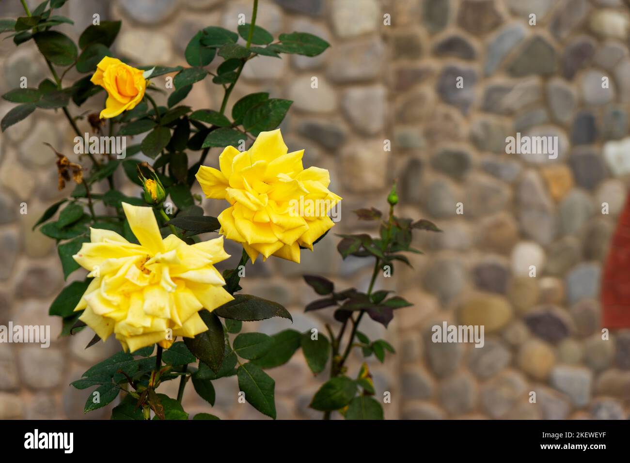 beautiful yellow roses against a stone wall Stock Photo - Alamy