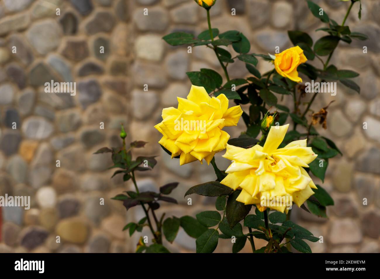 beautiful yellow roses against a stone wall Stock Photo - Alamy