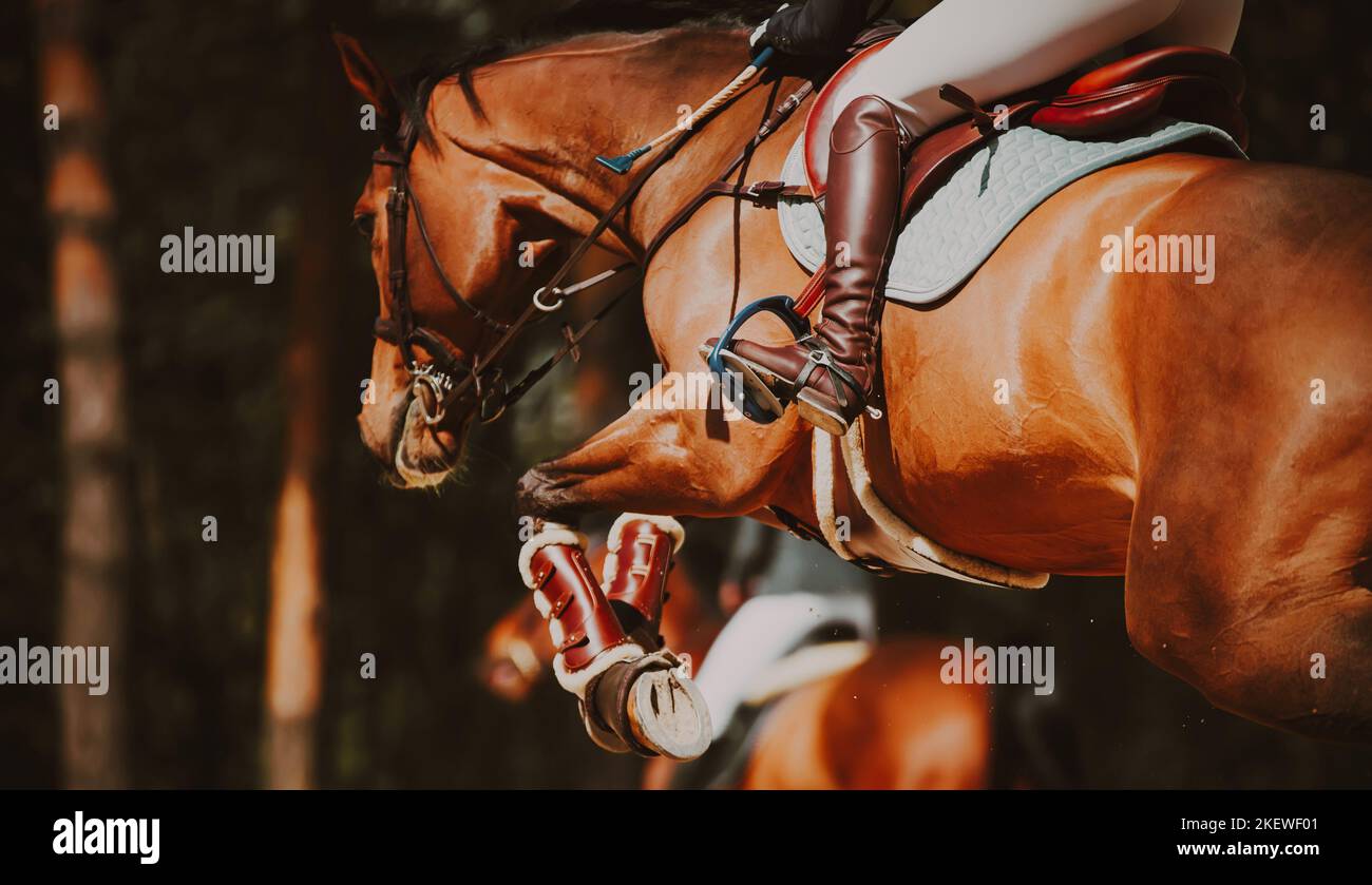 A beautiful racehorse jumps over a high barrier at a show jumping ...