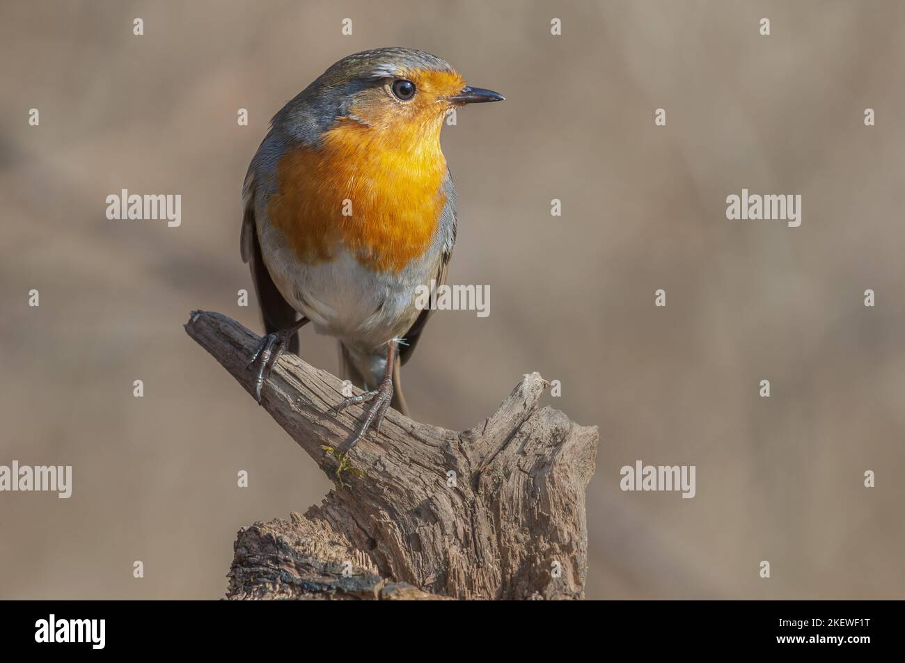 European Robin (Erithacus rubecula) resting in the forest in winter ...