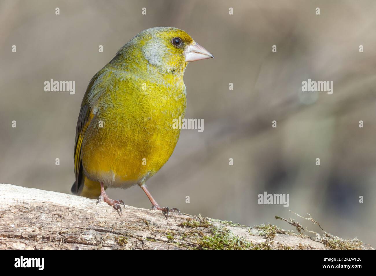 Greenfinch (Carduelis chloris) resting on a branch in the forest in ...
