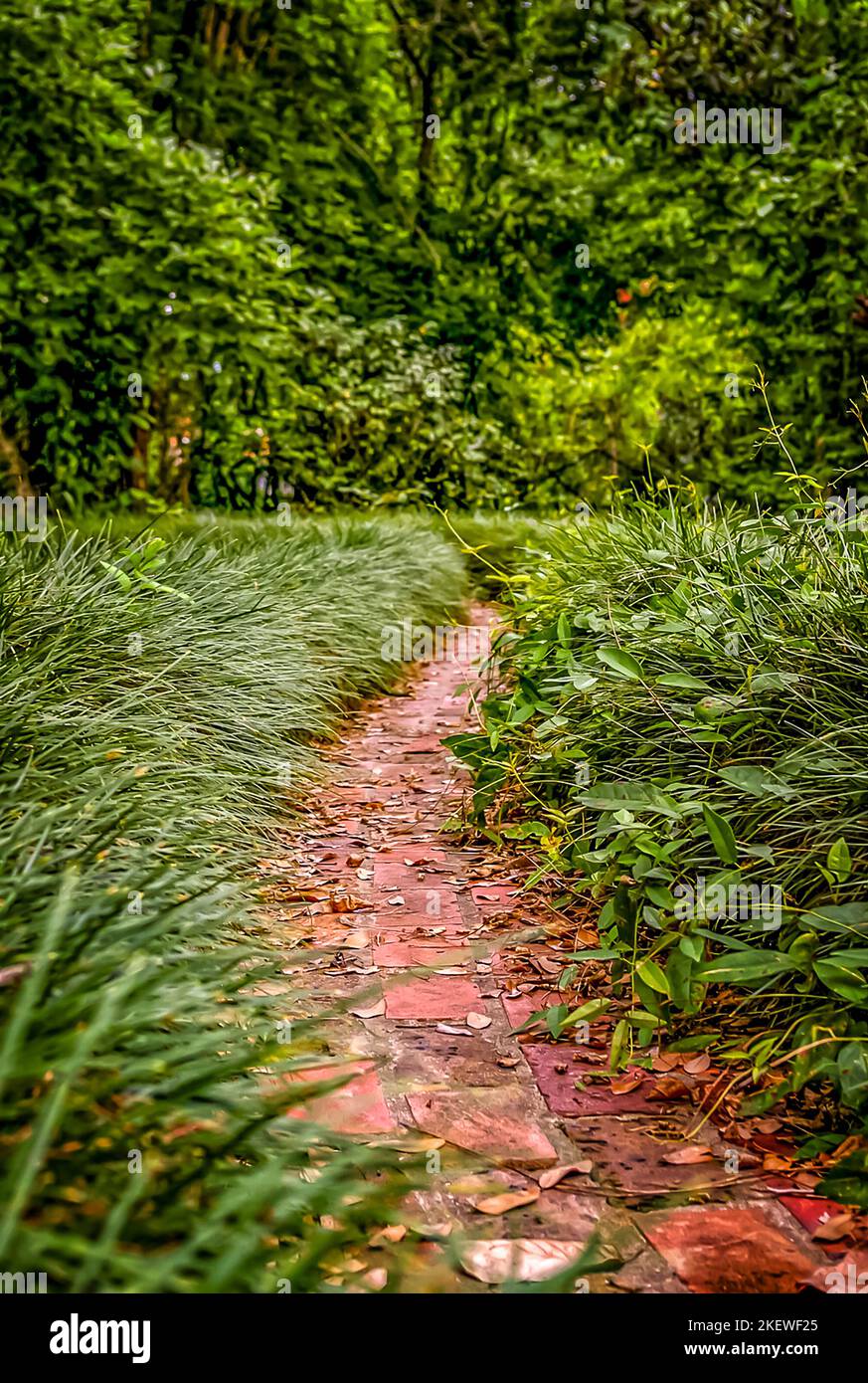 grassy pathway leading to nowhere Stock Photo - Alamy