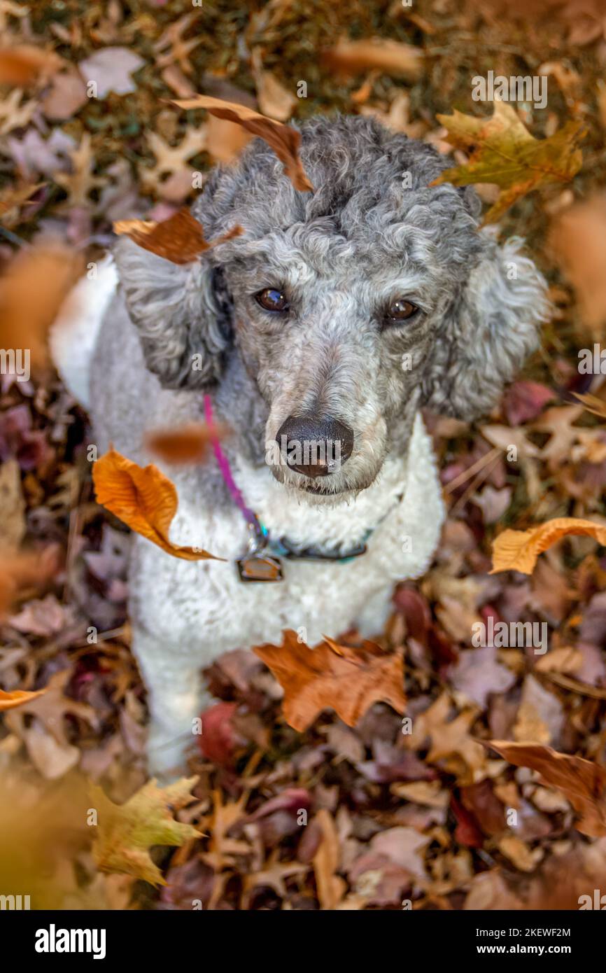 Puppy fall leaves hi-res stock photography and images - Alamy