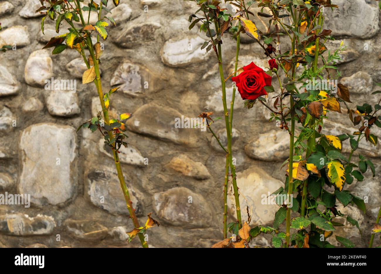 White flower against old stone wall hi-res stock photography and images ...