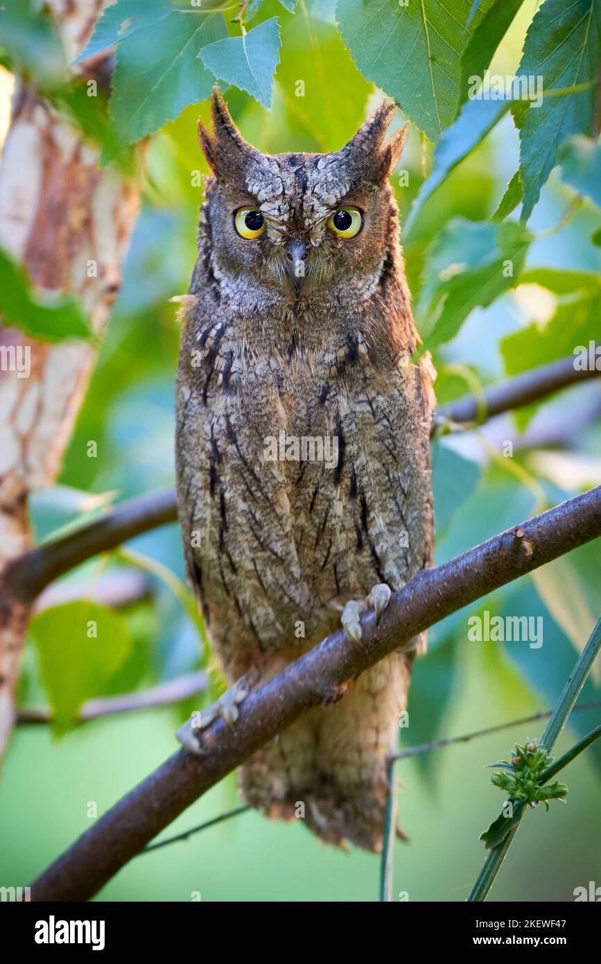 Eurasian scops owl close-up ( Otus scops Stock Photo - Alamy