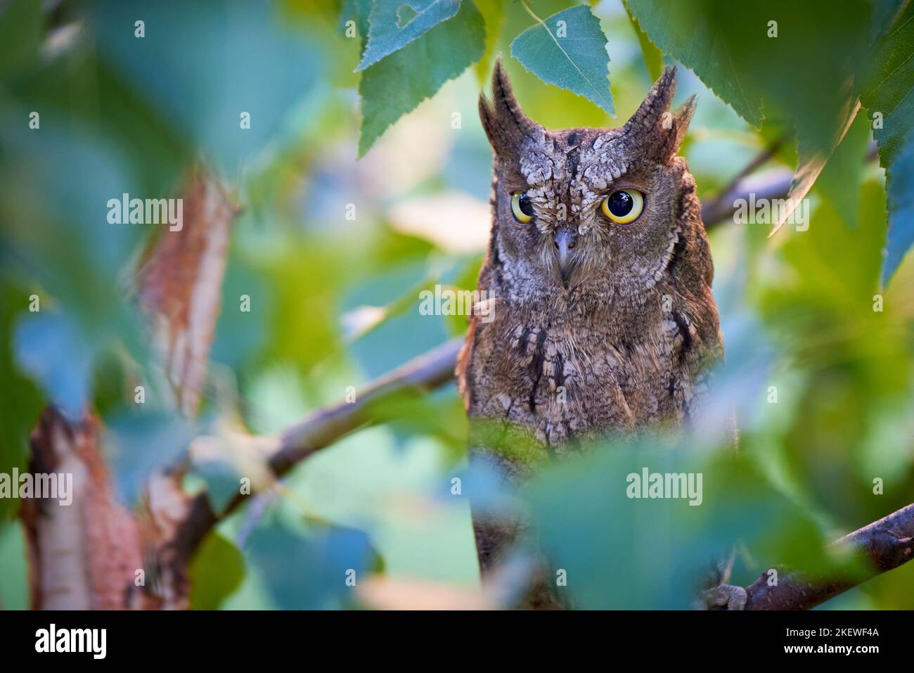 Eurasian scops owl close-up ( Otus scops Stock Photo - Alamy