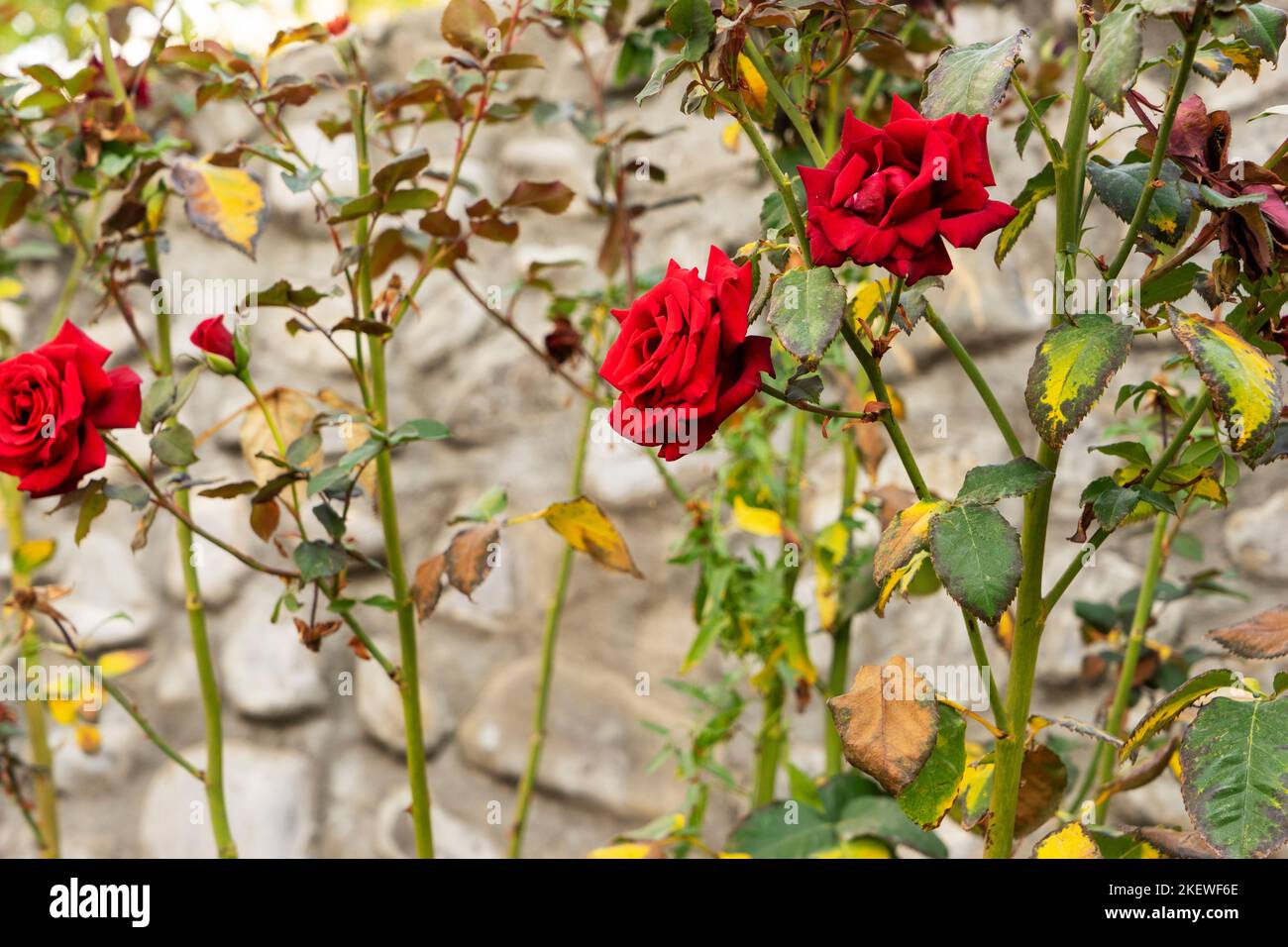 a Bush of red roses against a stone wall Stock Photo - Alamy