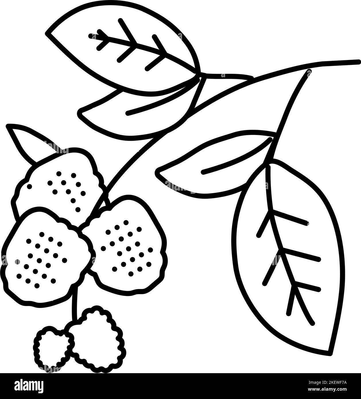 green blackberry bush line icon vector illustration Stock Vector Image ...