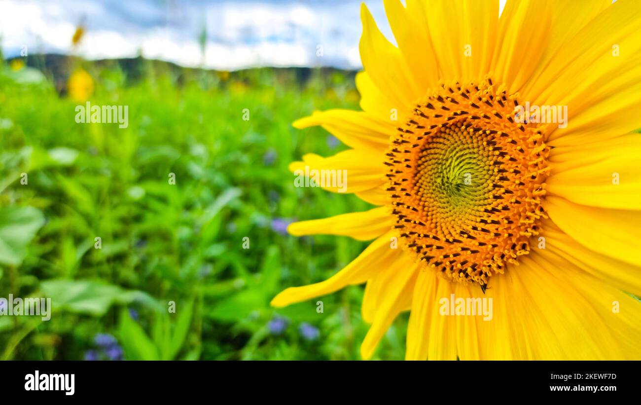 Field of beautiful yellow sunflowers with dramatic stormy sky ...