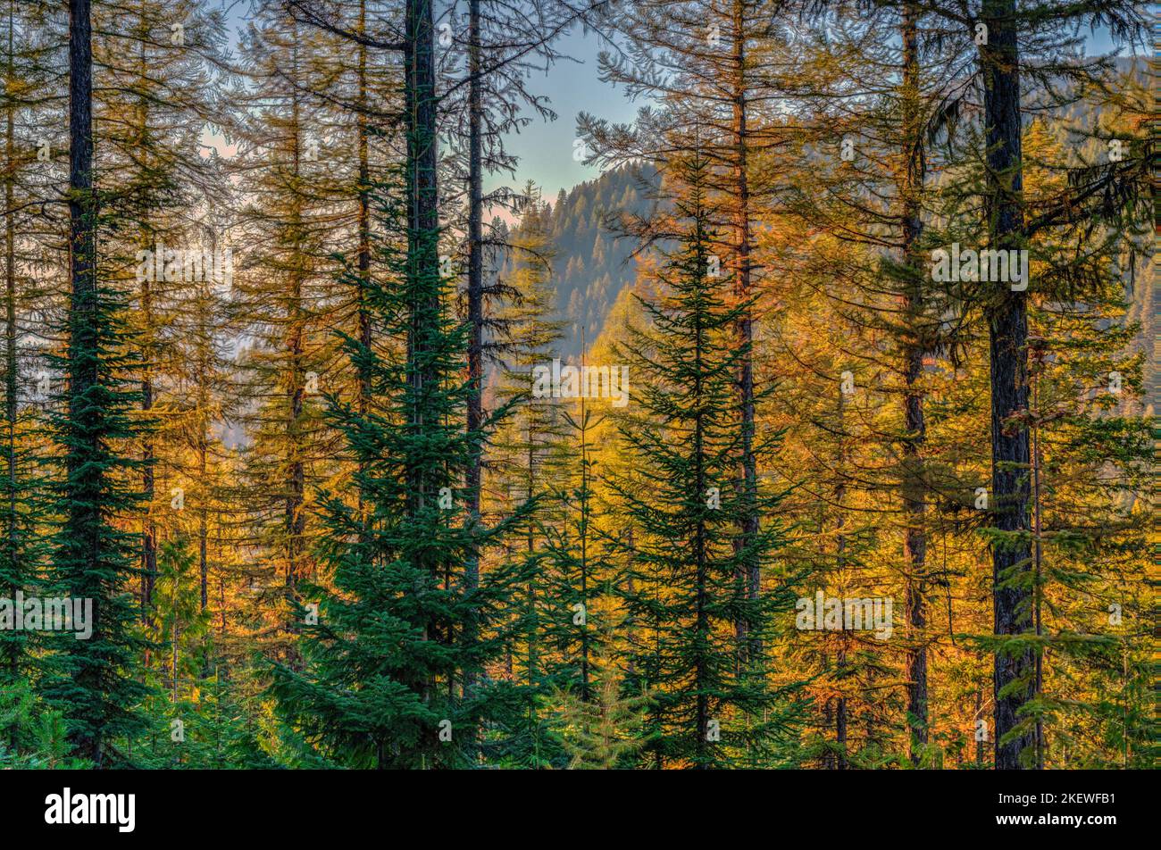 Season pass hi-res stock photography and images - Alamy