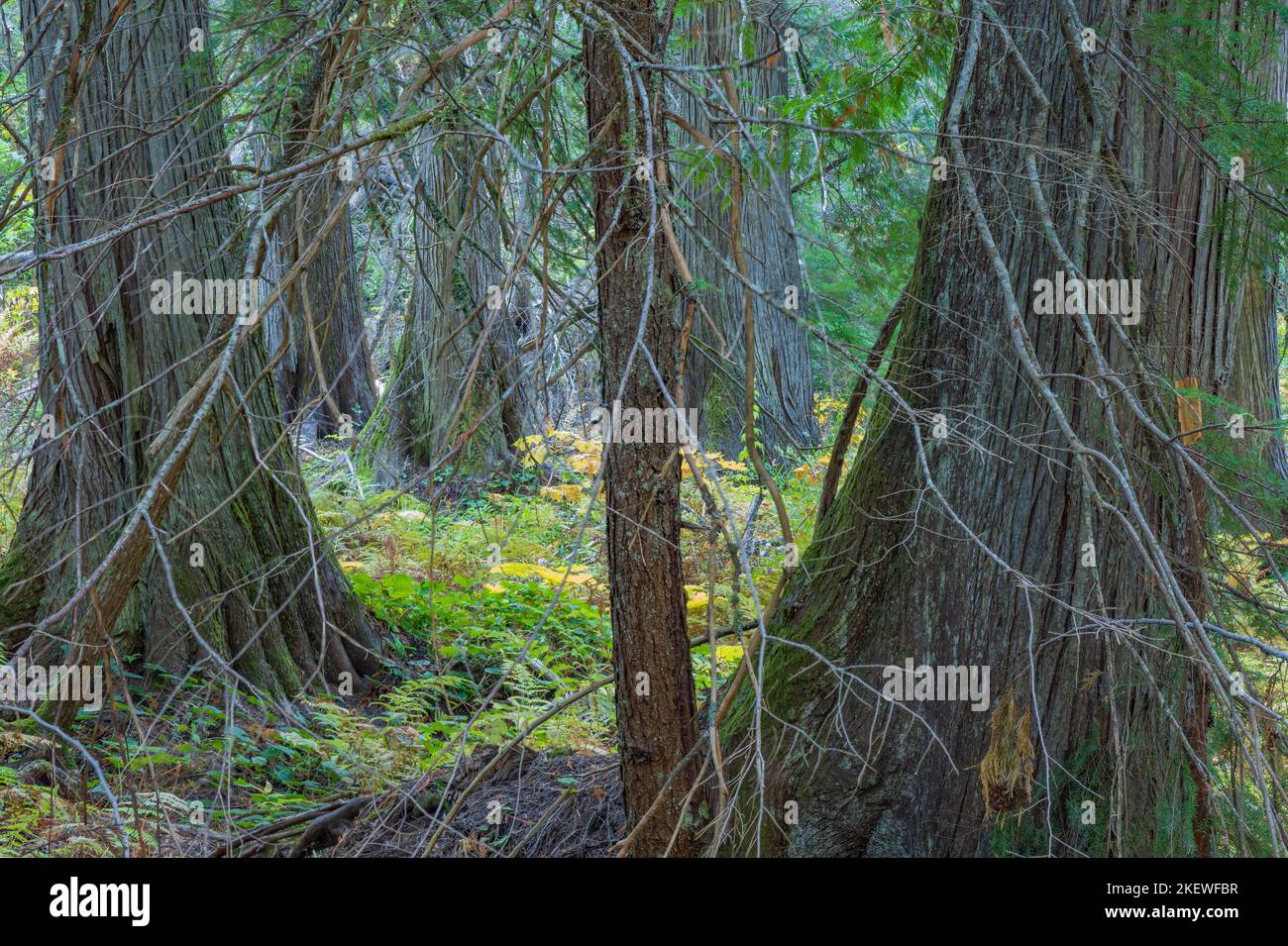Settlers Grove of Ancient Cedars is a North Idaho forest with trees ...