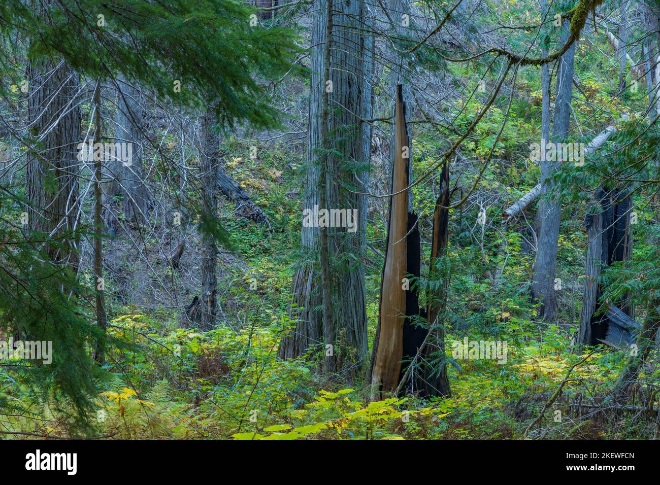 Settlers Grove of Ancient Cedars is a North Idaho forest with trees ...