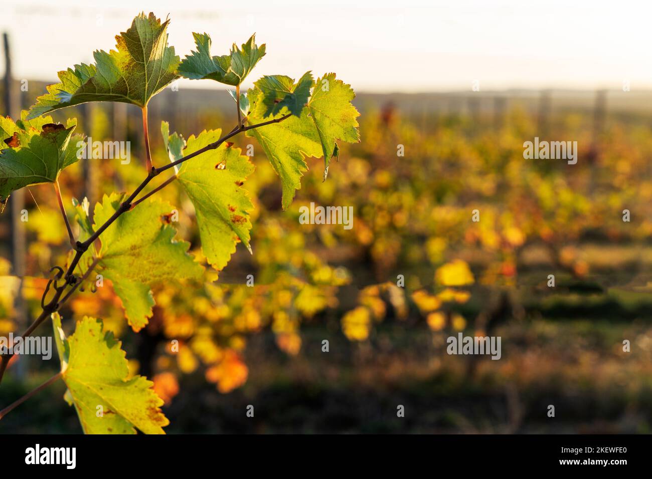 Azerbaijan, Way alongside ripely vine plants in a vineyard in autumn ...