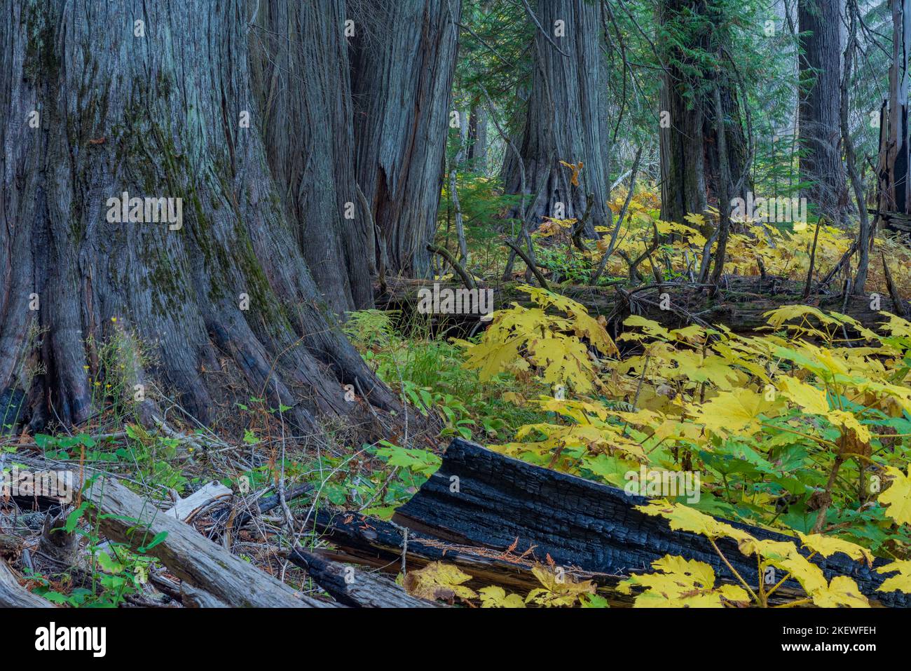 Settlers Grove of Ancient Cedars is a North Idaho forest with trees ...