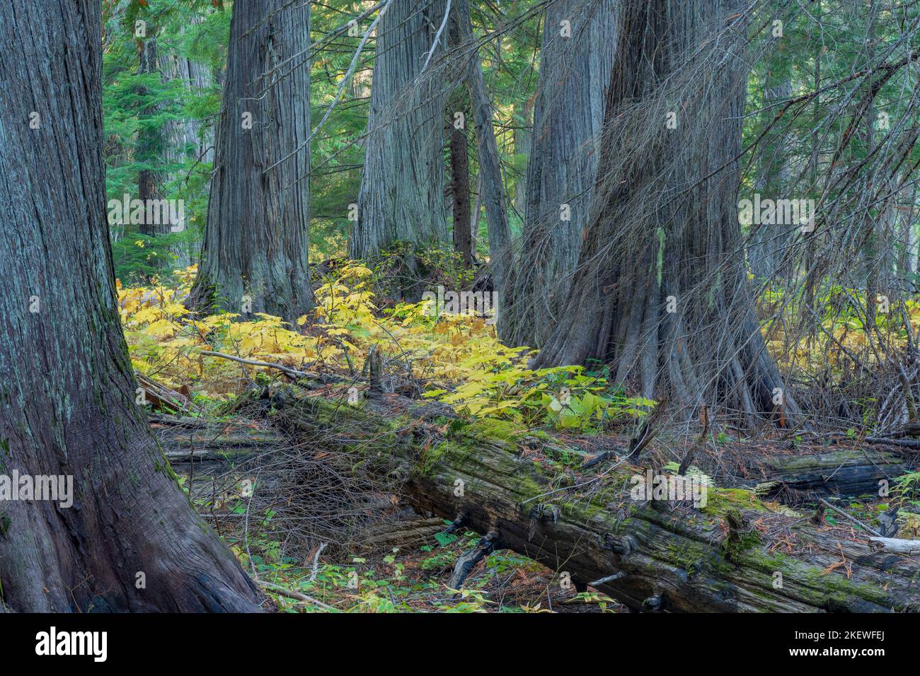 Settlers grove ancient cedars hi-res stock photography and images - Alamy