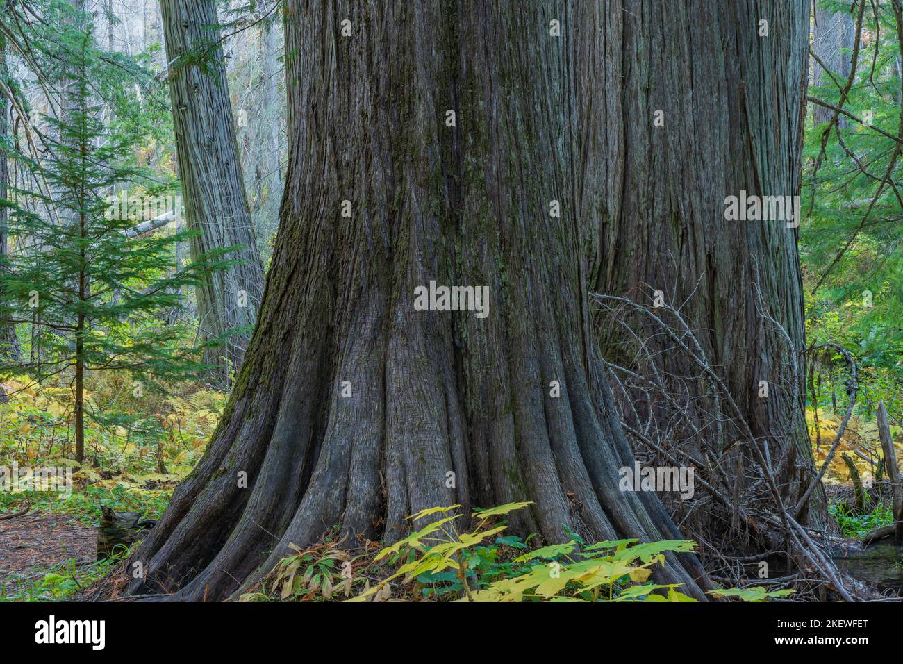 Settlers grove ancient cedars hi-res stock photography and images - Alamy