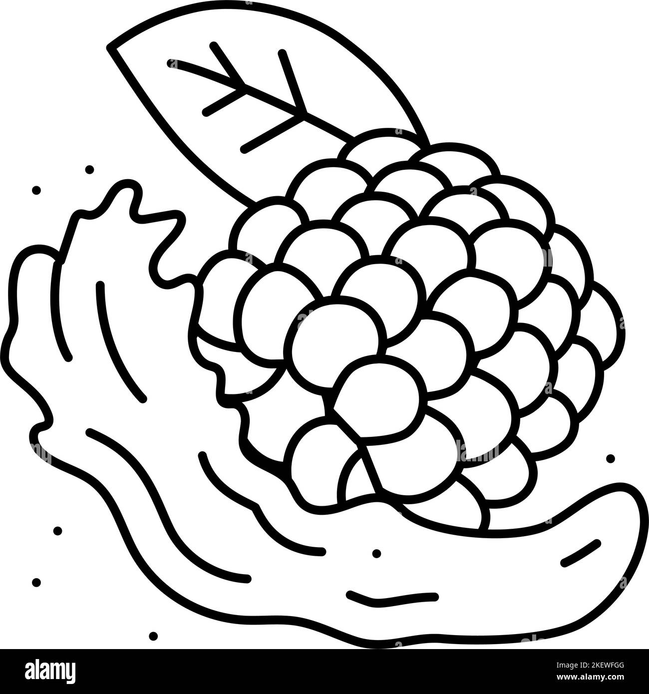 delicious blackberry line icon vector illustration Stock Vector Image ...