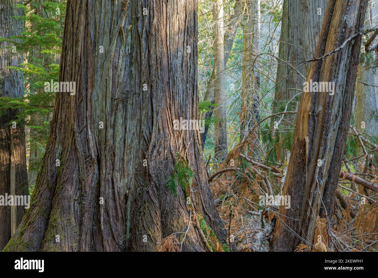 Settlers Grove of Ancient Cedars is a North Idaho forest with trees ...