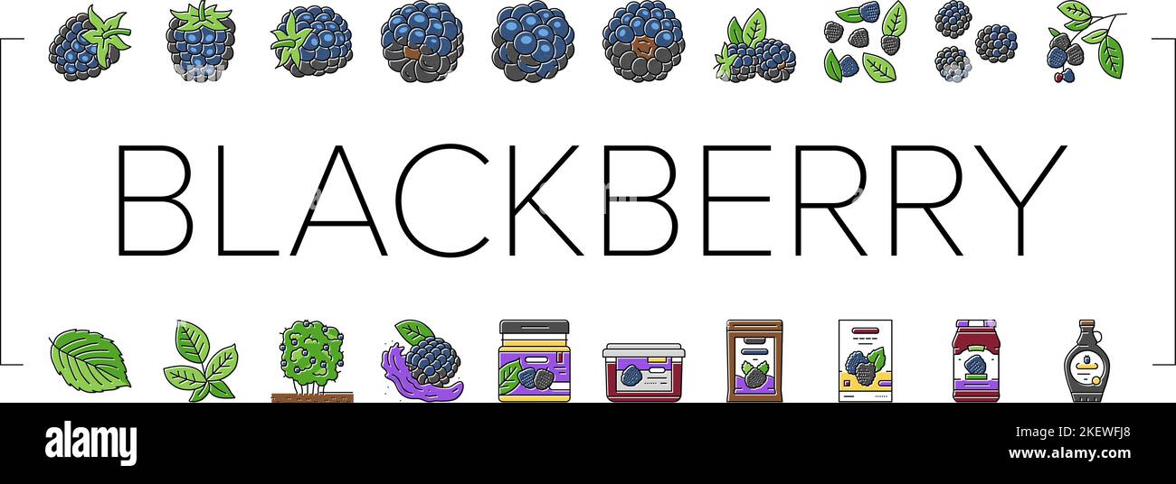 blackberry fruit berry black food icons set vector Stock Vector Image ...